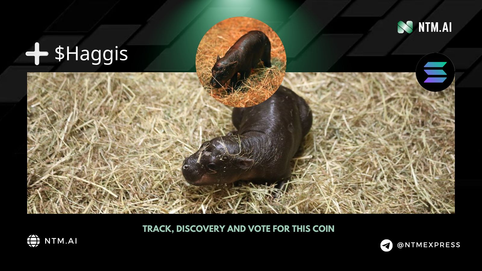 New Born Haggis Pygmy Hippo (Haggis) | NTM.ai